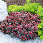 New for 2015 – SunSparkler® xSedoro ‘Blue Elf’ ppaf | SunSparkler® Sedums