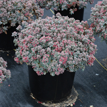 | New for 2015 – SunSparkler® xSedoro ‘Blue Elf’ ppafSunSparkler® Sedums