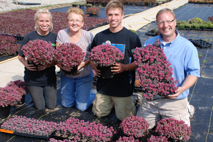 | New for 2015 – SunSparkler® xSedoro ‘Blue Elf’ ppafSunSparkler® Sedums