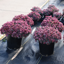 | New for 2015 – SunSparkler® xSedoro ‘Blue Elf’ ppafSunSparkler® Sedums