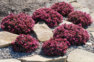 | New for 2015 – SunSparkler® xSedoro ‘Blue Elf’ ppafSunSparkler® Sedums